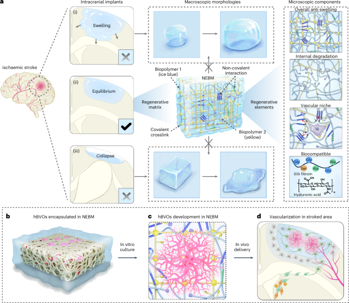 Nonexpansive biodegradable matrix promotes blood vessel organoid ...