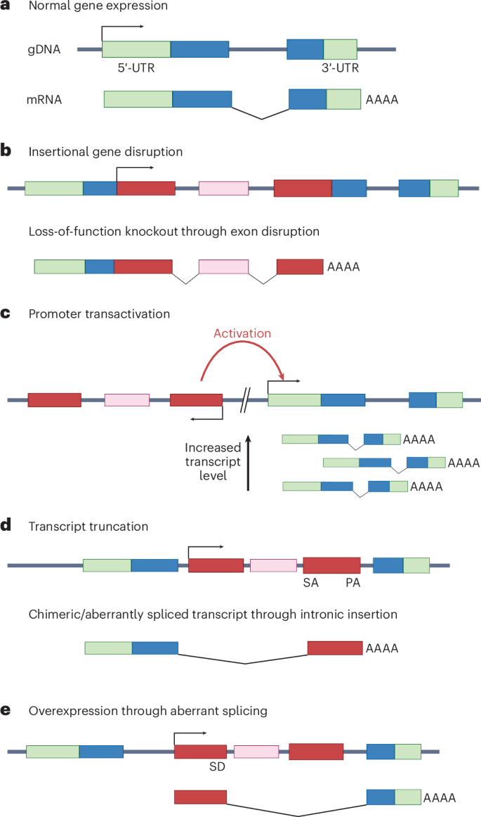 Non-viral vectors as beacons of hope for reducing genotoxic risks of ...