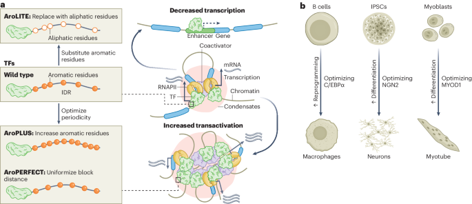 Built to be imperfect | Nature Cell Biology