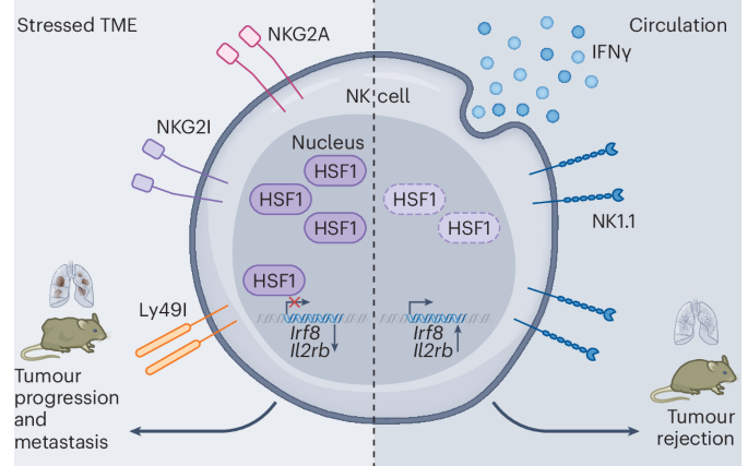 HSF1 renders NK cells too stressed to respond | Nature Cell Biology