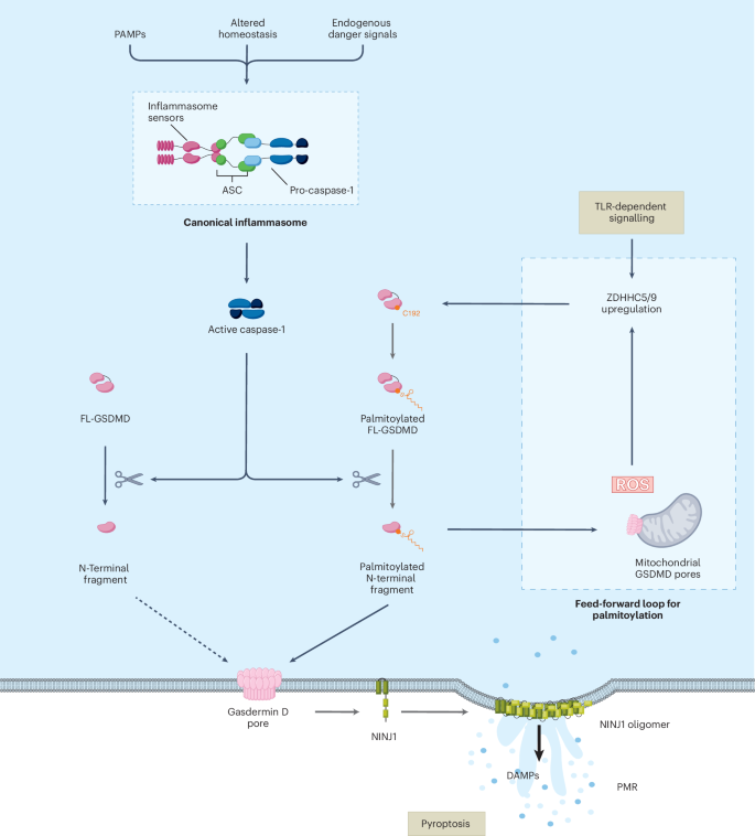 Gasdermins as evolutionarily conserved executors of inflammation and ...