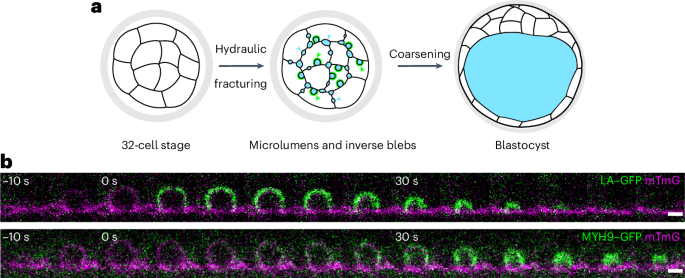 Inverse bleb membrane protrusions pump fluid within the early mouse ...