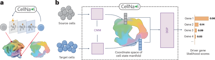 Navigating cell state transitions with deep learning | Nature Cell Biology