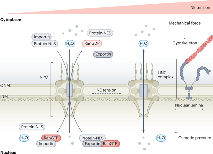 Nuclear mechanics as a determinant of nuclear pore complex plasticity ...