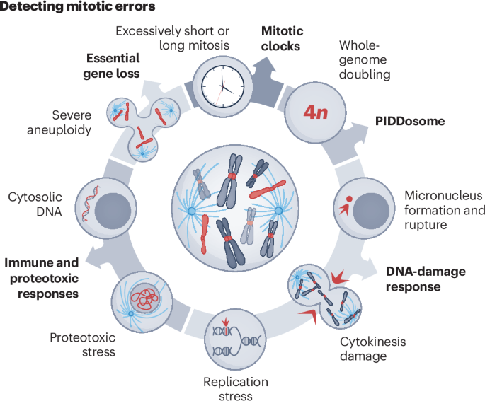 Biological clocks keep a watch on mitosis | Nature Cell Biology
