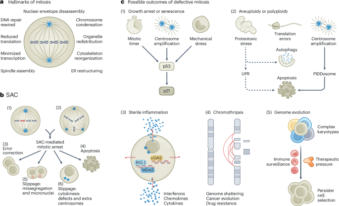 Mitotic errors as triggers of cell death and inflammation | Nature Cell ...