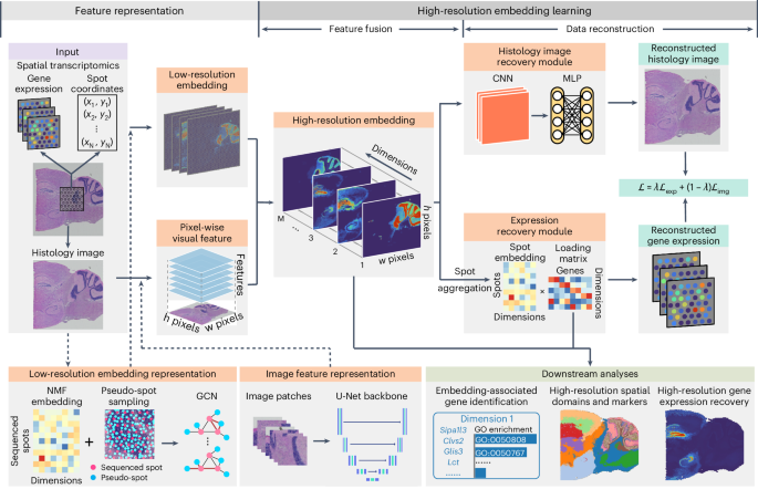 The interpretable multimodal dimension reduction framework SpaHDmap ...