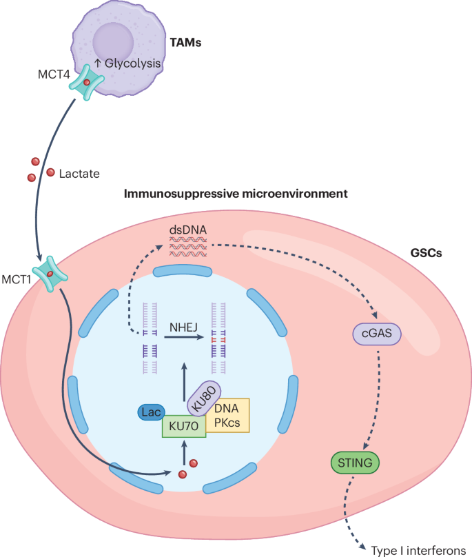 Immune evasion by macrophage-derived lactate | Nature Cell Biology