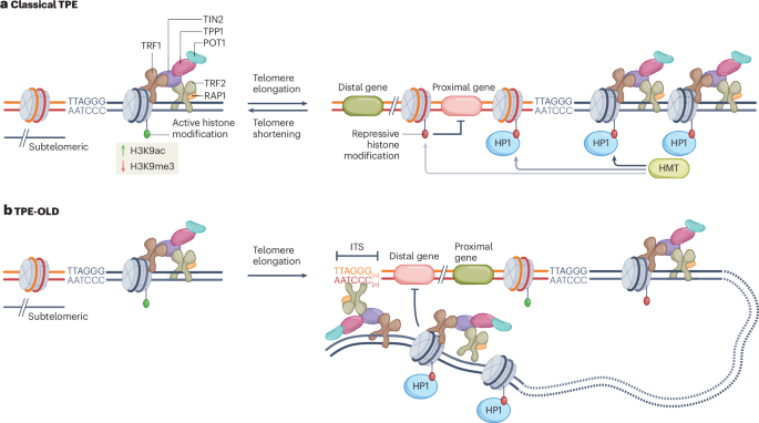 Structural organization and function of telomeric chromatin | Nature ...