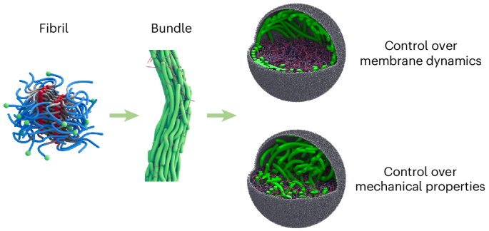 Cytoskeleton-functionalized synthetic cells with life-like mechanical ...