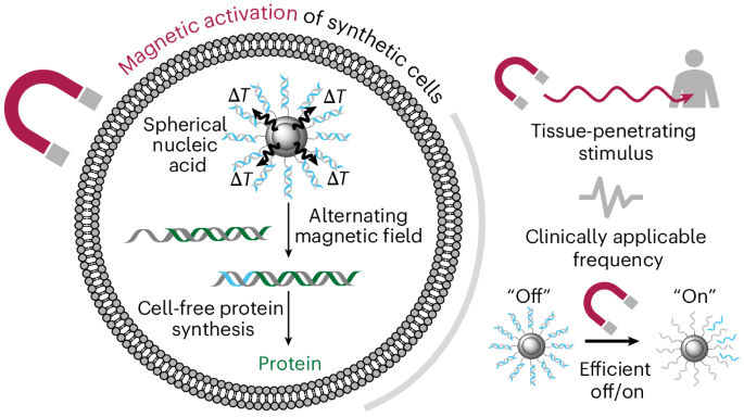 Magnetic activation of spherical nucleic acids enables the remote ...