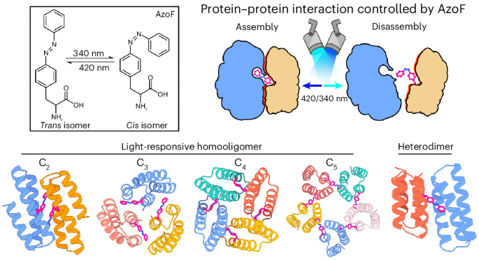 De novo design of light-responsive protein–protein interactions enables ...