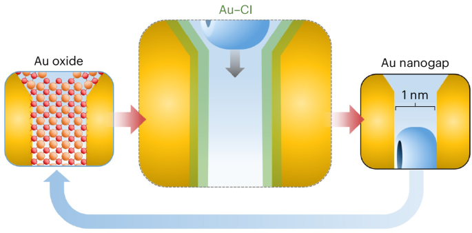 Transient Au–Cl adlayers modulate the surface chemistry of gold ...
