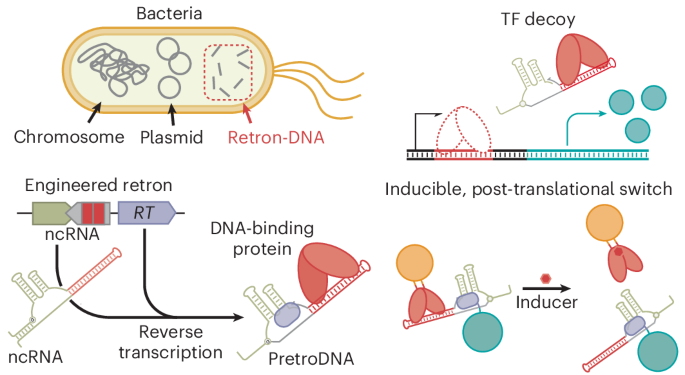 Construction of synthetic protein-binding non-genetic DNA systems in ...