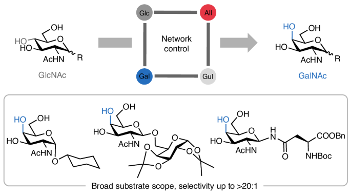 Selective epimerization of GlcNAc to GalNAc through steady-state tuning ...