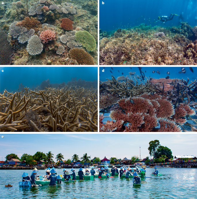 The critical role of coral reef restoration in a changing world ...