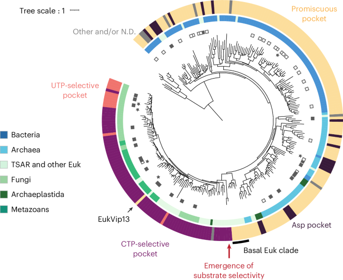 Evolutionary history of an immune protein conserved across all domains ...