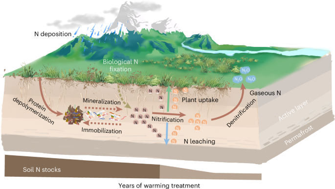 Warming depletes topsoil nitrogen stocks in a Tibetan permafrost ...