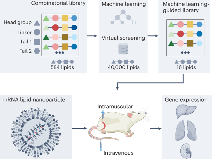 Lipid discovery for mRNA delivery guided by machine learning | Nature Materials