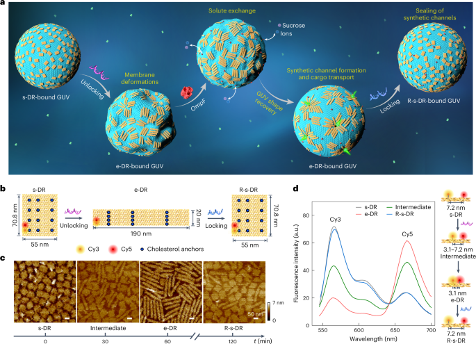 Morphology remodelling and membrane channel formation in synthetic ...