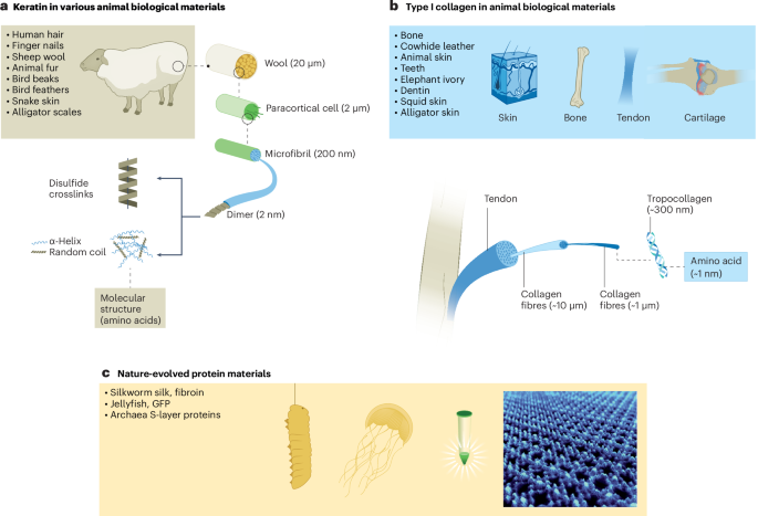 Entering the age of designer protein materials | Nature Materials