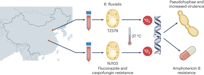 Body heat drives antifungal resistance | Nature Microbiology