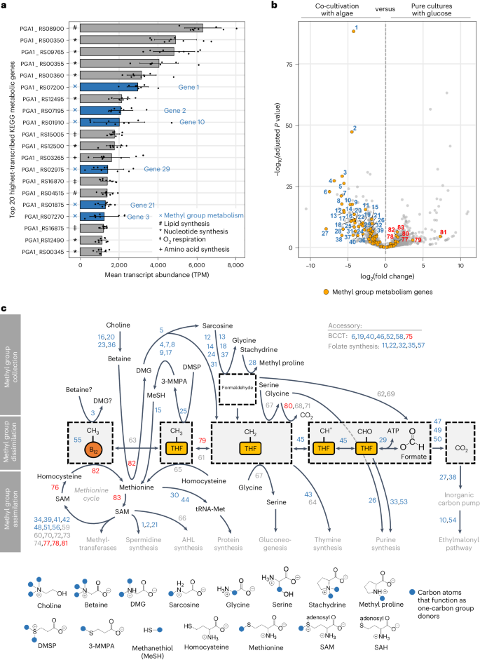 Algal methylated compounds shorten the lag phase of Phaeobacter ...