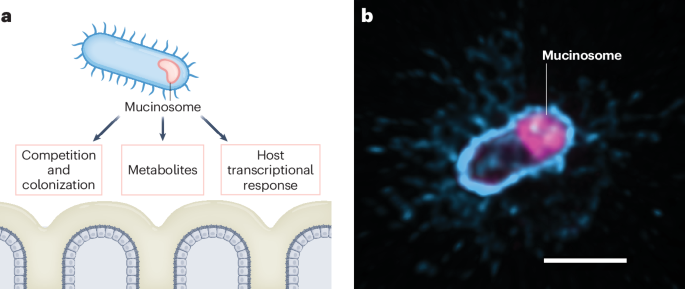 Loving mucus with Akkermansia muciniphila | Nature Microbiology