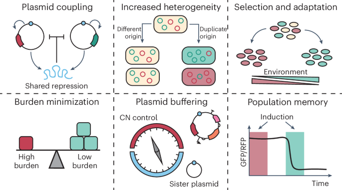 Using gene copy flexibility to build adaptable synthetic microbial ...