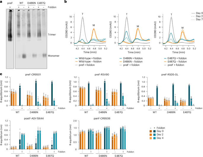 A foldon-free prefusion F trimer vaccine for respiratory syncytial ...
