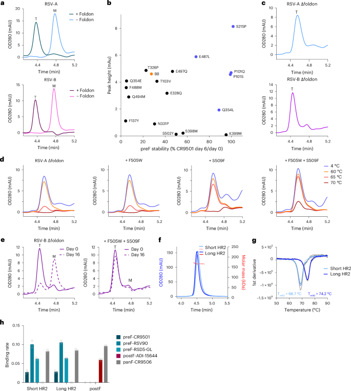 A foldon-free prefusion F trimer vaccine for respiratory syncytial ...