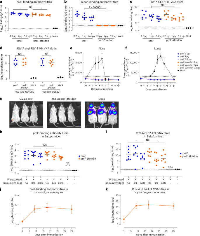 A foldon-free prefusion F trimer vaccine for respiratory syncytial ...