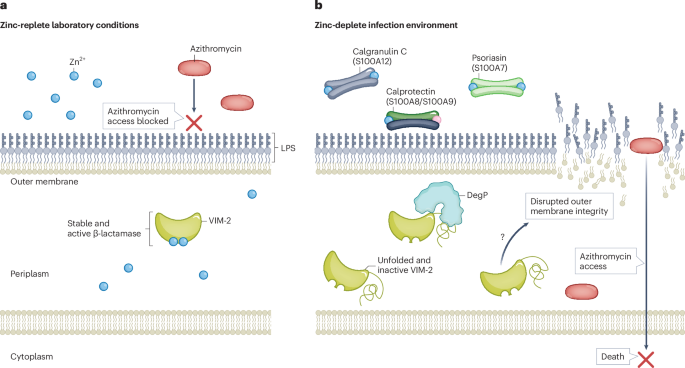 Zinc-dependent β-lactam resistance at a cost | Nature Microbiology