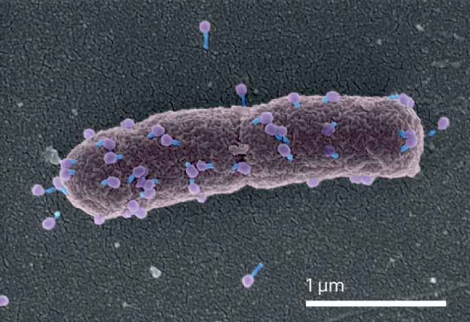 The T-series bacteriophages are reductionist models that continue to ...