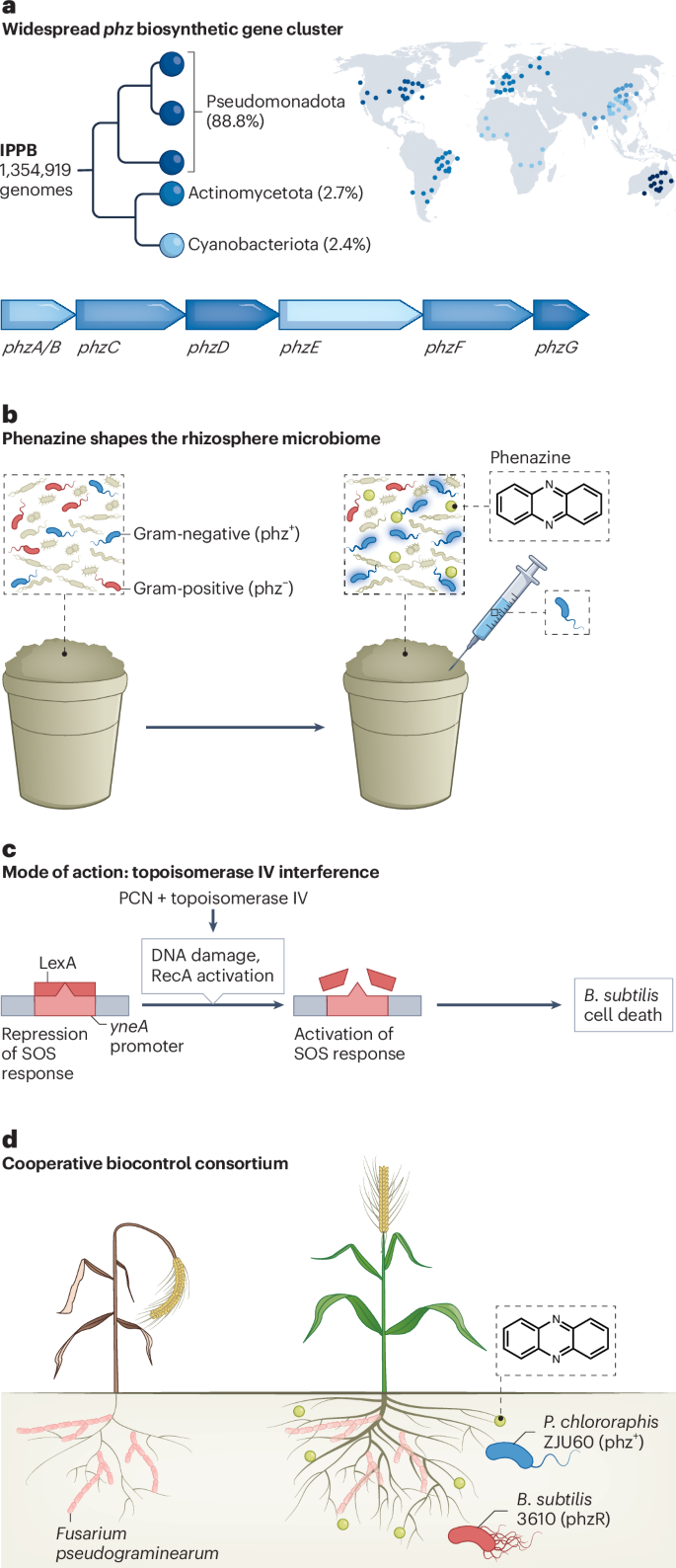 Ecological function of phenazine in soil | Nature Microbiology