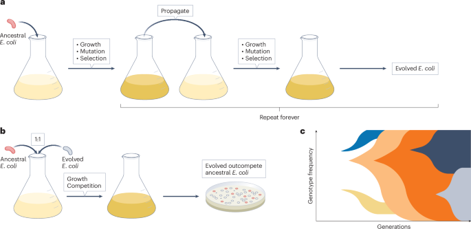 The changing roles of Escherichia coli | Nature Microbiology