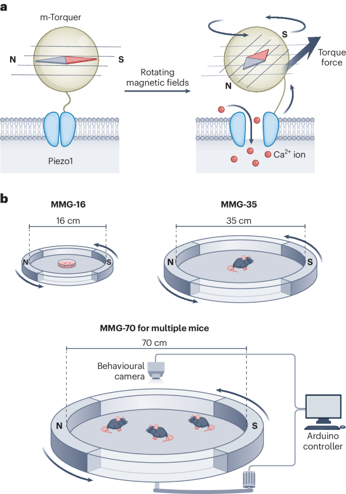 A magneto-mechanical genetics toolbox for in vivo neuromodulation ...
