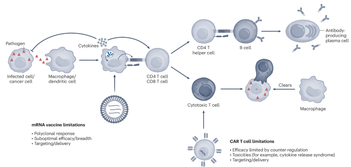 Bottom-up synthetic immunology | Nature Nanotechnology