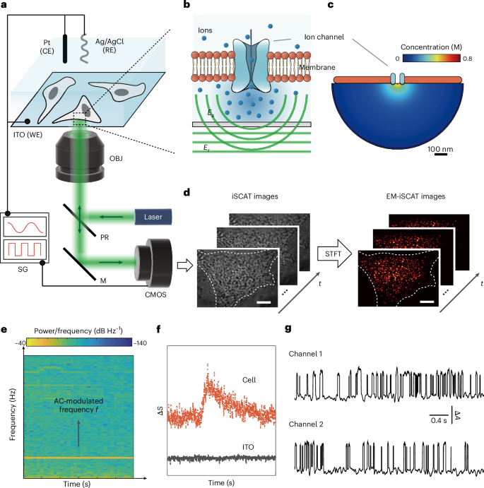 Electrochemically modulated interferometric scattering microscopy for ...