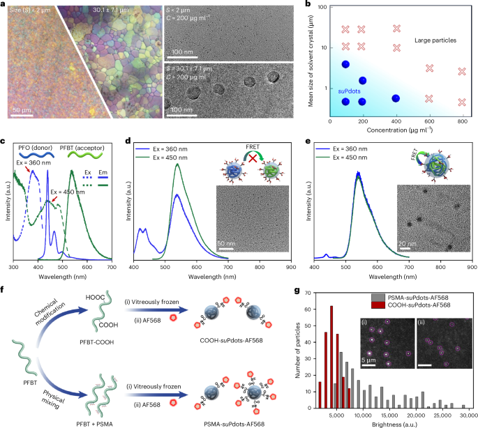 Single-chain ultrasmall fluorescent polymer dots enable nanometre ...