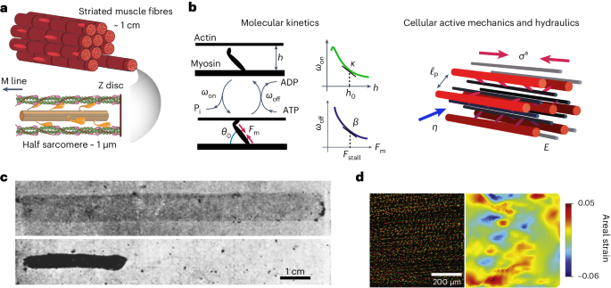 Active hydraulics and odd elasticity of muscle fibres | Nature Physics