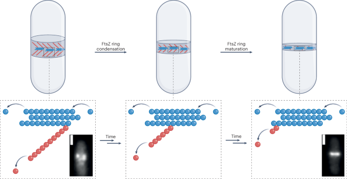 Nematic proteins on the treadmill | Nature Physics