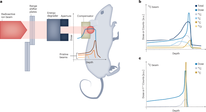 Radioactive ion beams for radiotherapy | Nature Physics
