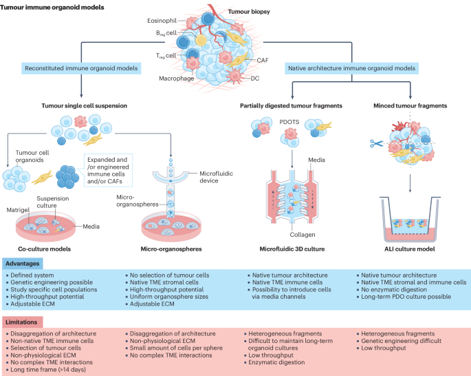 Cancer organoids 2.0: modelling the complexity of the tumour immune ...