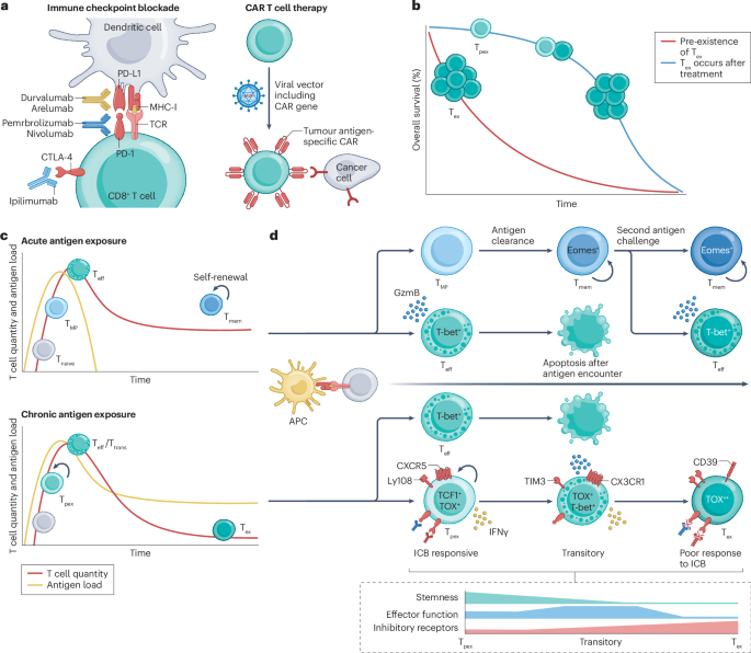 Epigenetic regulation of T cell exhaustion in cancer | Nature Reviews ...