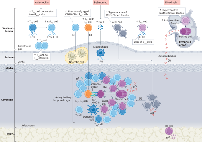 Autoimmune diseases and atherosclerotic cardiovascular disease | Nature ...