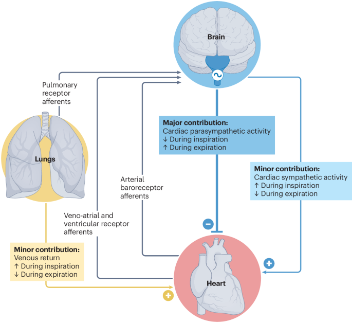 Redefining respiratory sinus arrhythmia as respiratory heart rate ...
