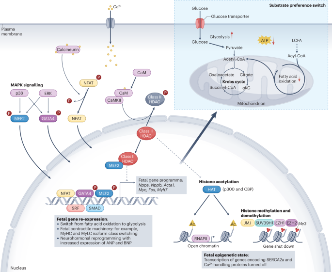 Transcriptional regulation in heart development, disease and ...