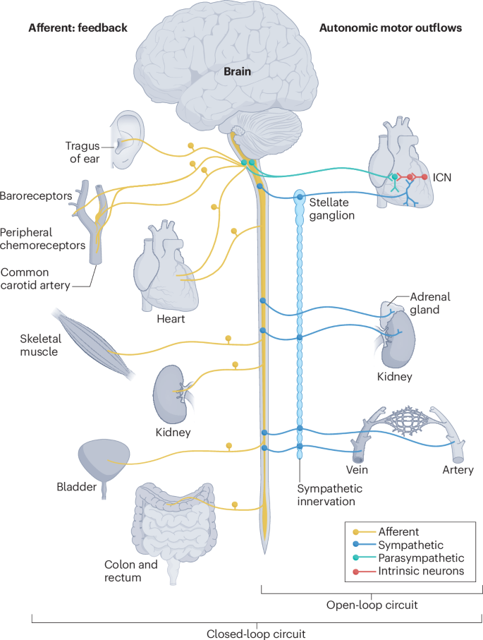 Multimodal, device-based therapeutic targeting of the cardiovascular ...