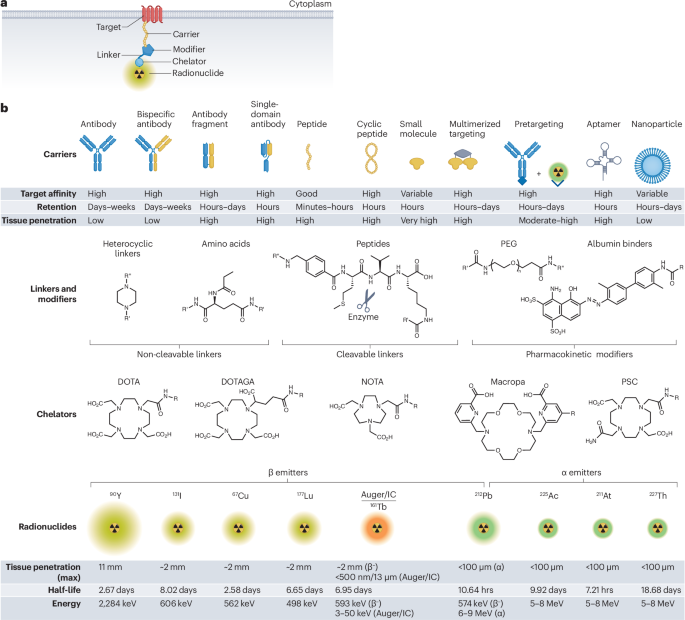 The molecular blueprint of targeted radionuclide therapy | Nature ...